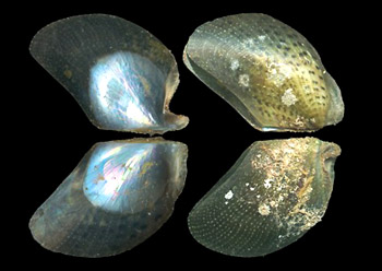 珍珠贝目 Pterioida 蓝色动物学（中国动物学科普）